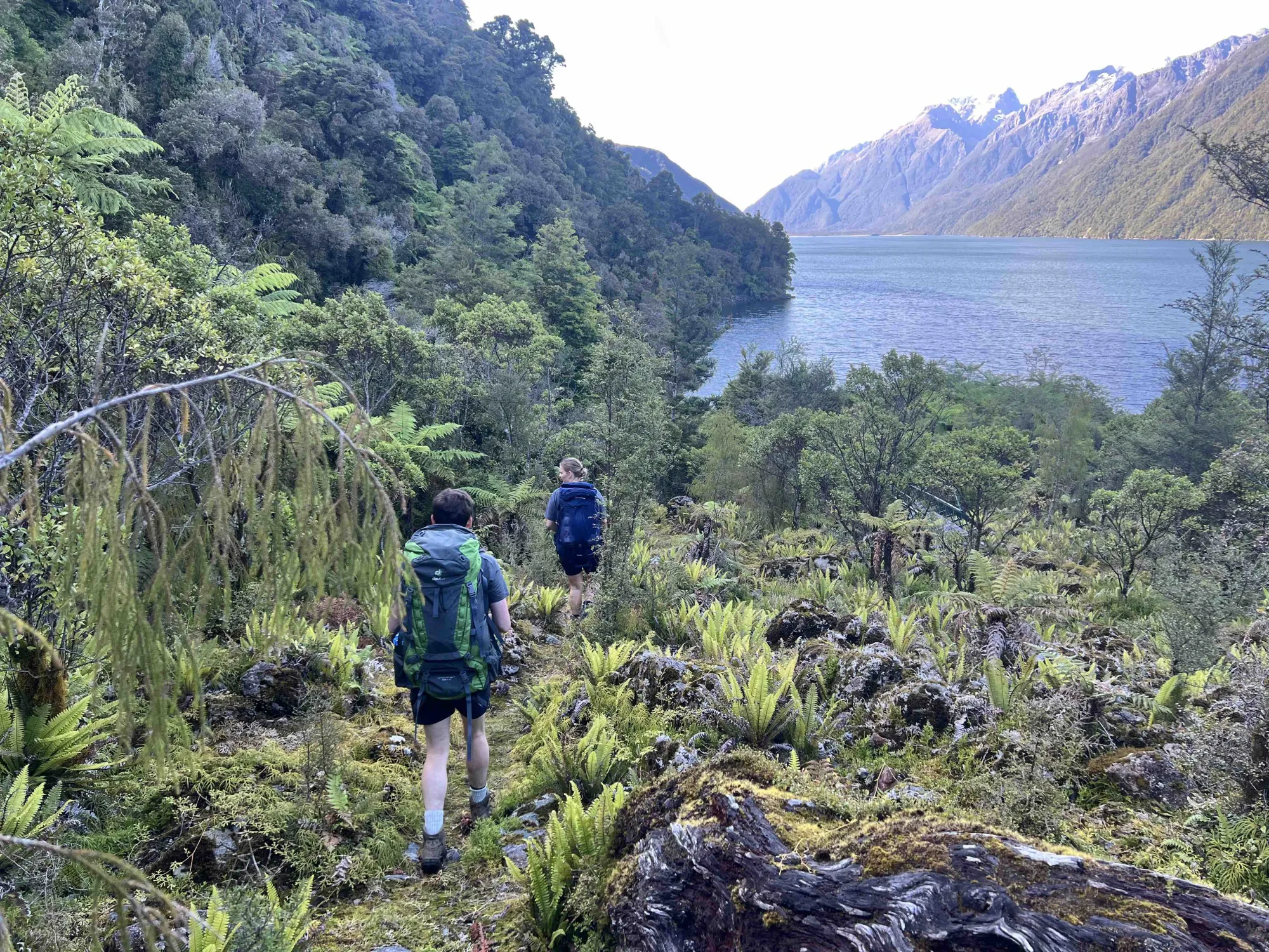 Hollyford Track; 5 days in Fiordland