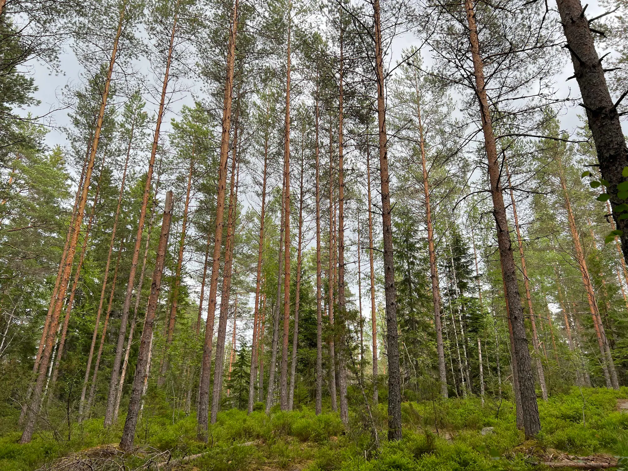 Trees of Finland and Sweden