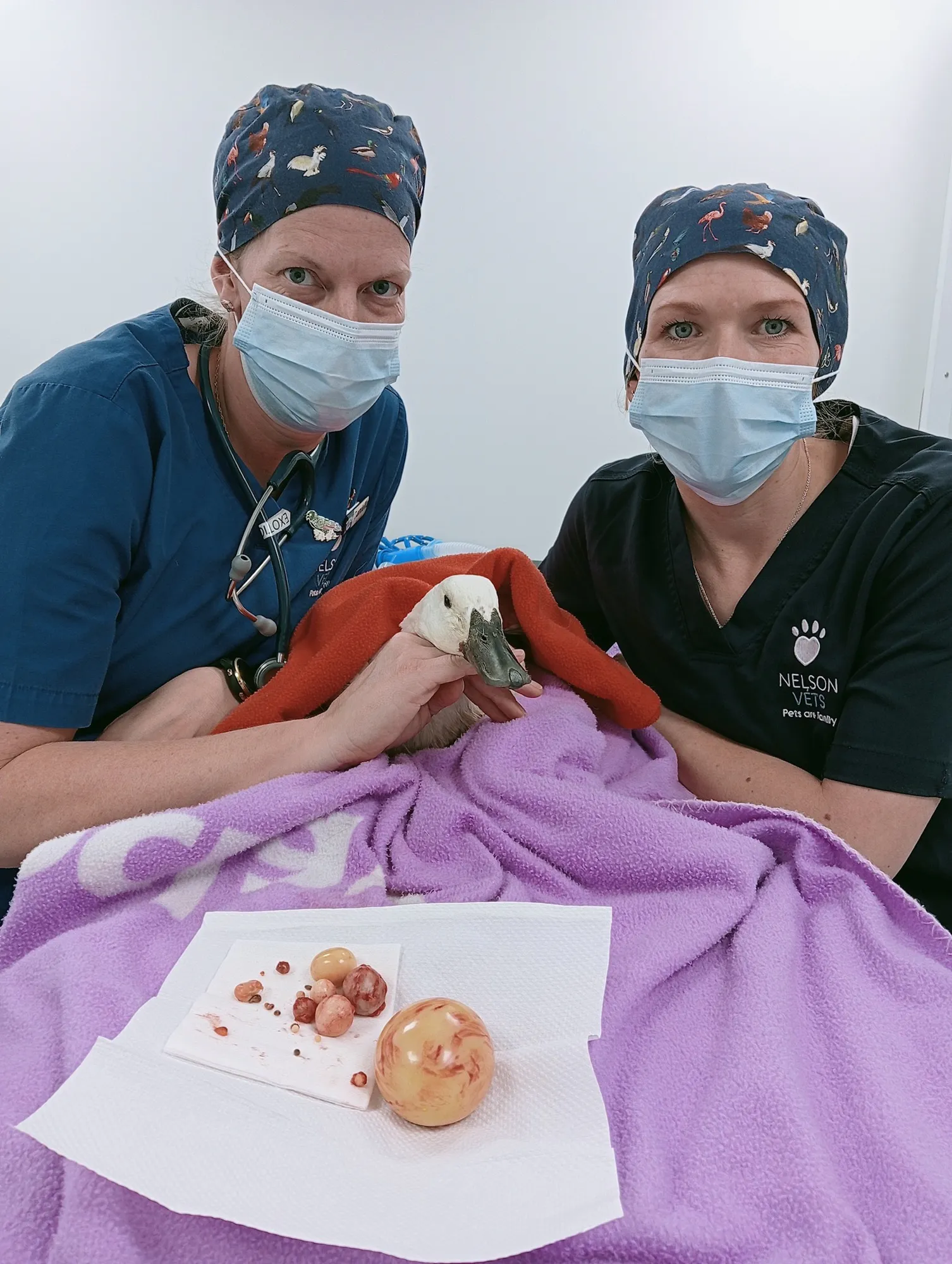 Fudge the duck surgery