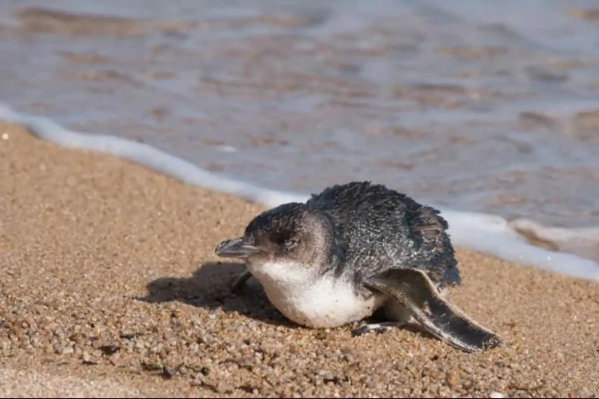 Learn about little penguins/Korora