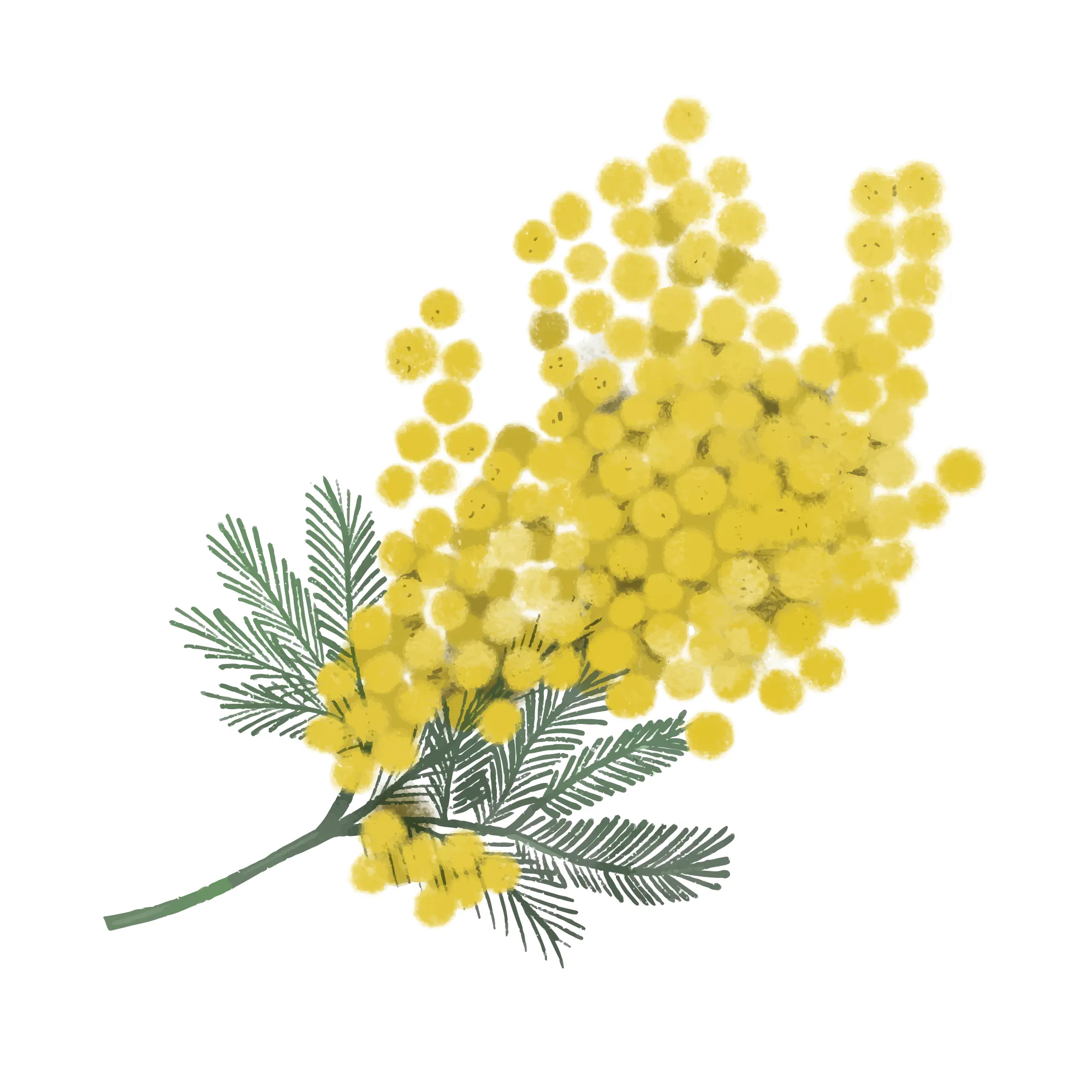 Mimosa Absolute (Aromatic Adventures Archive 2012)